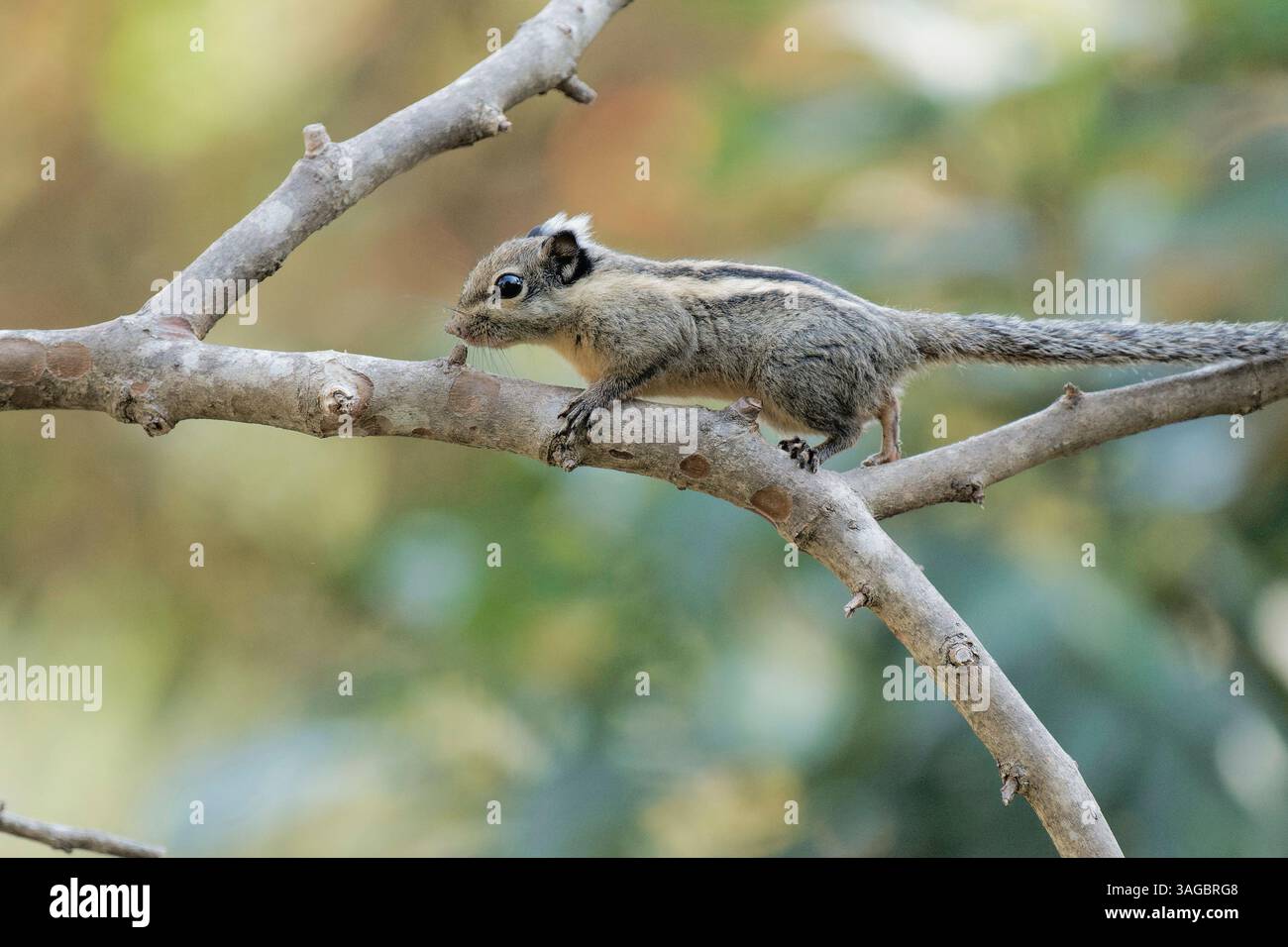 Southern Asian Striped Squirrel Stock Photo - Alamy
