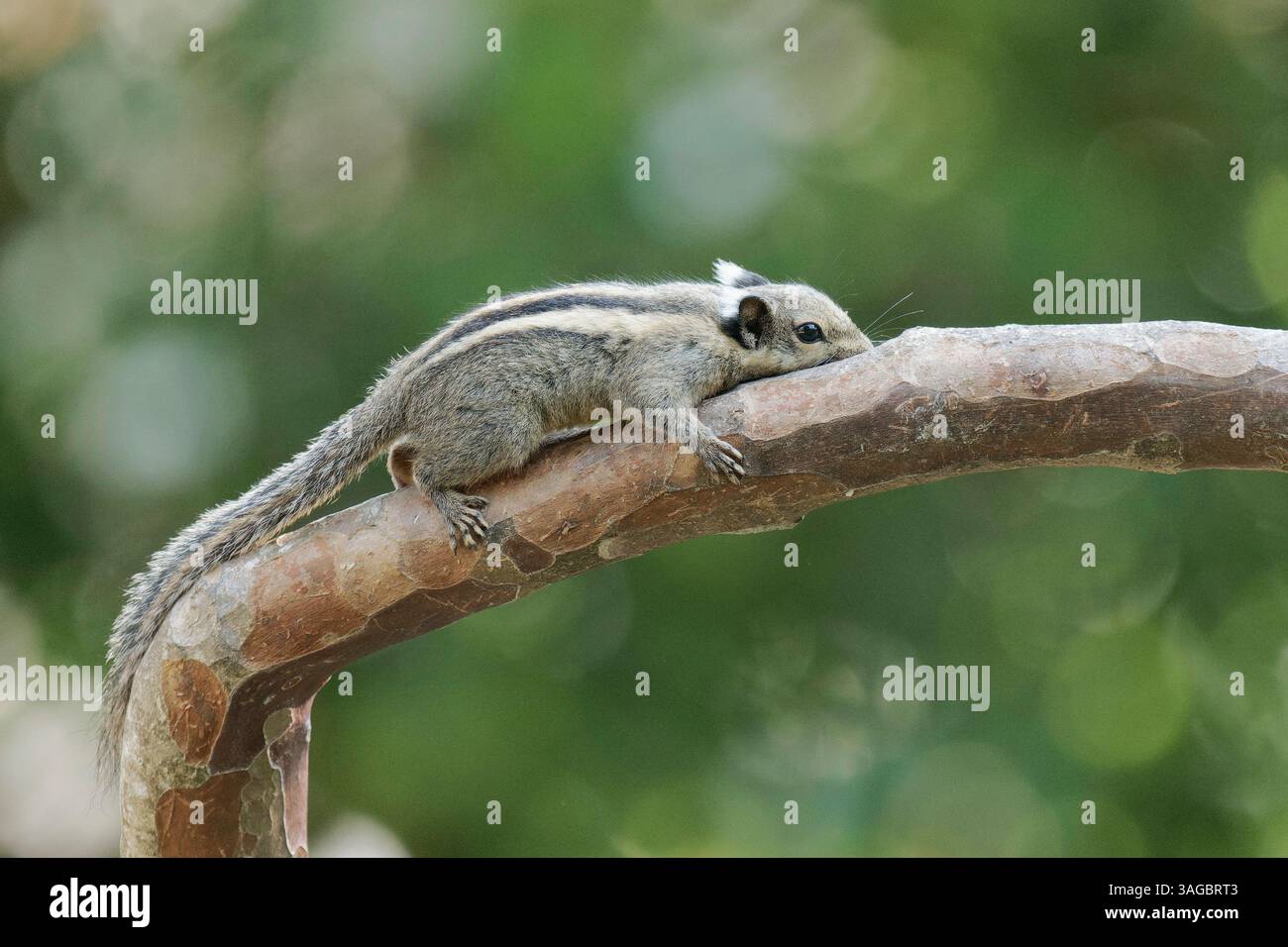 Southern Asian Striped Squirrel Stock Photo - Alamy