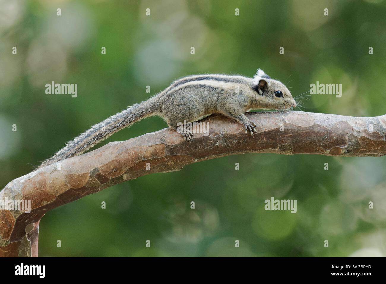 Southern Asian Striped Squirrel Stock Photo - Alamy