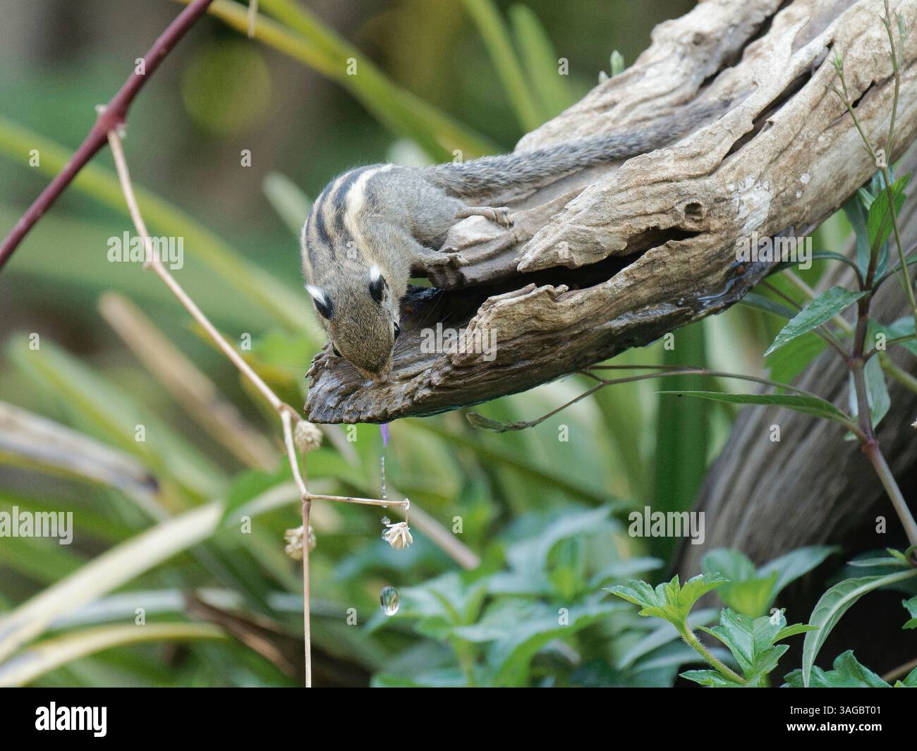 Southern Asian Striped Squirrel Stock Photo - Alamy
