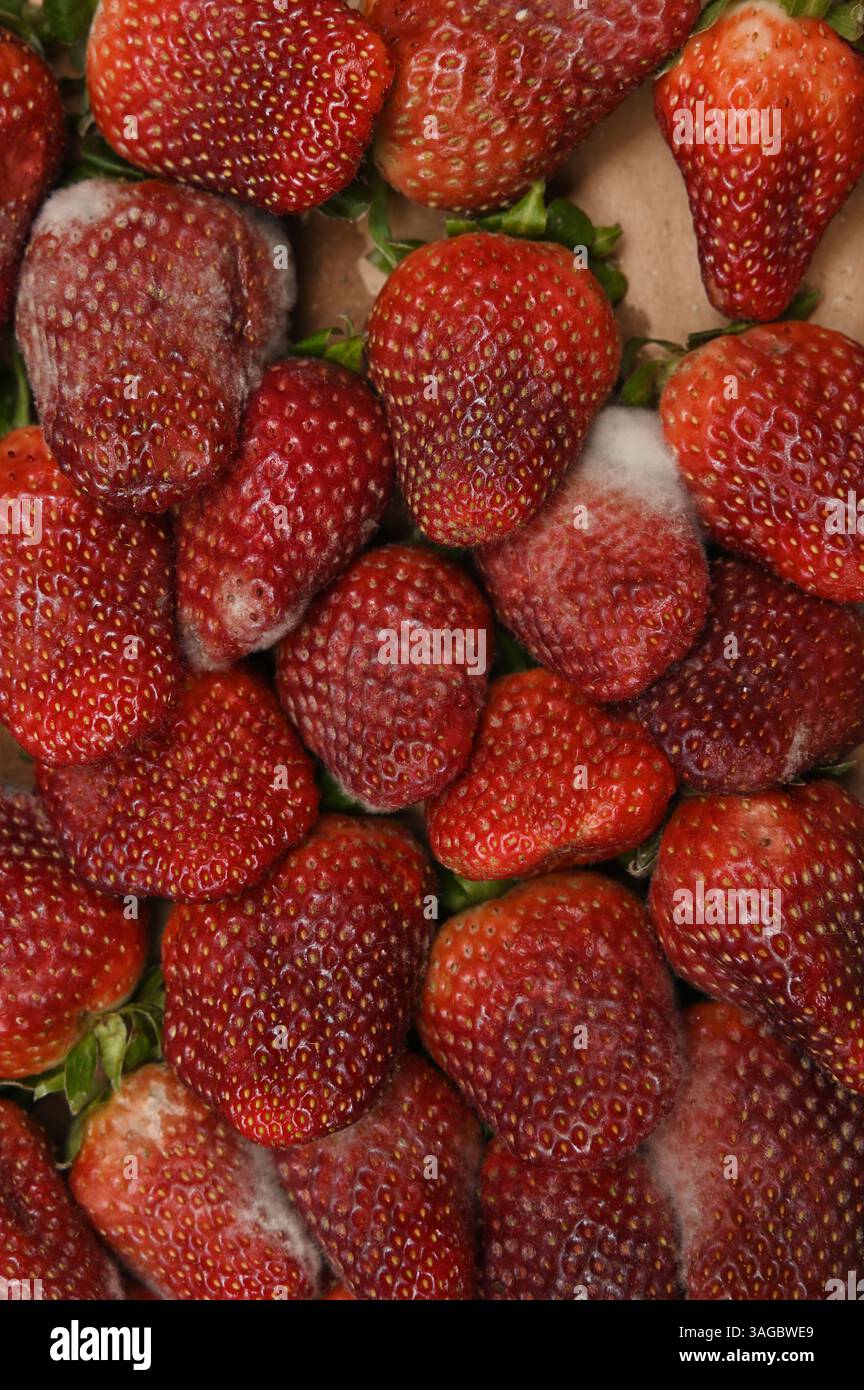 A close-up image of strawberries in various stages of spoilage, visibly ...