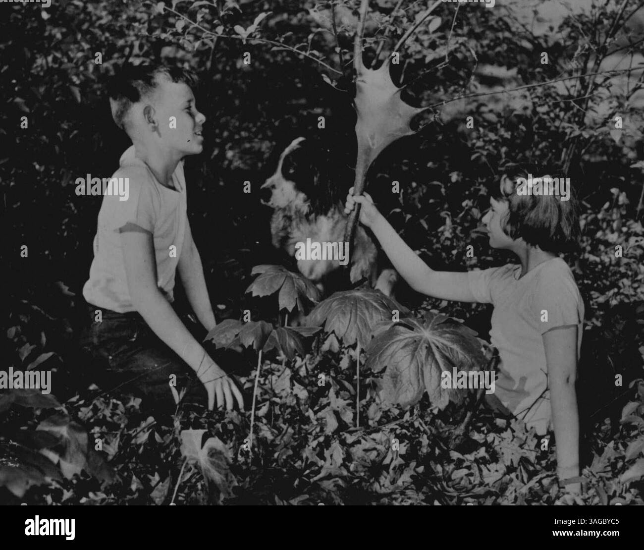 White tent in green Black and White Stock Photos & Images - Alamy