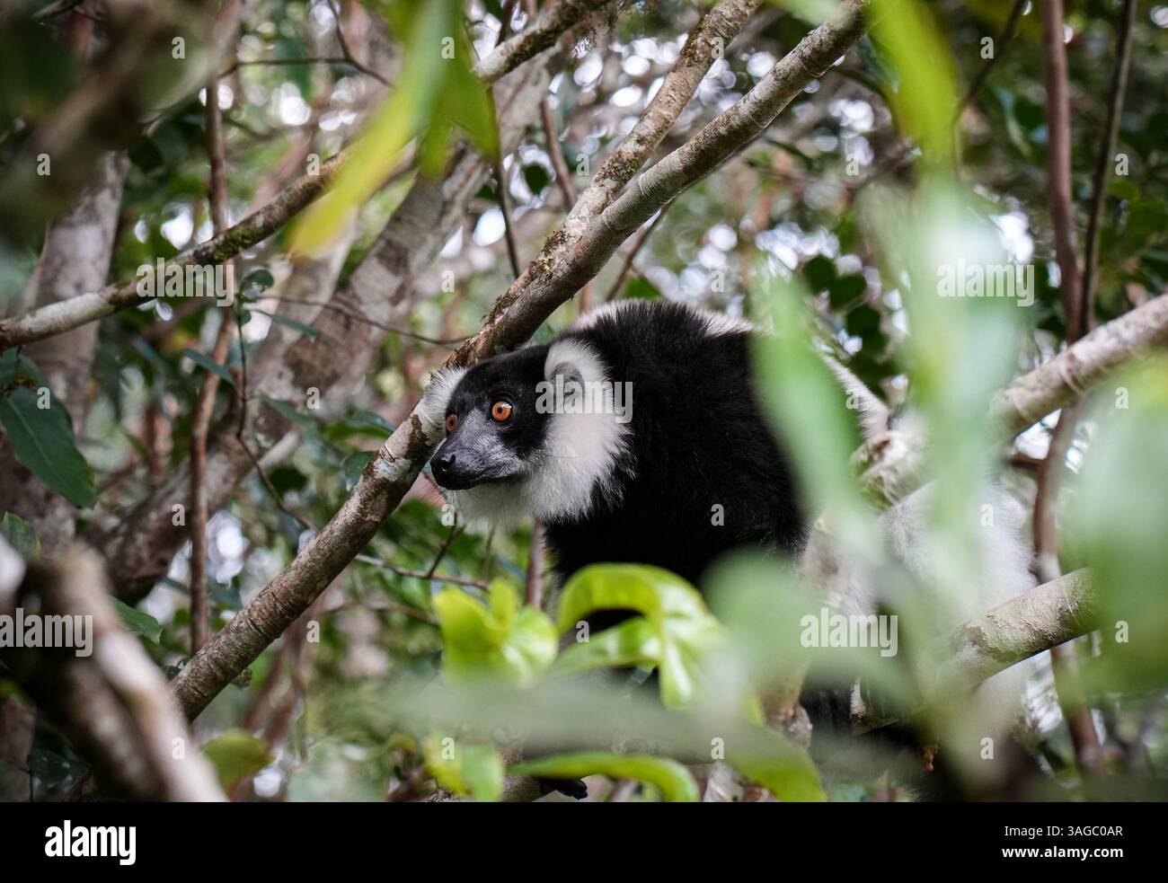 (250408) -- ANTANANARIVO, April 8, 2025 (Xinhua) -- A black-and-white ...