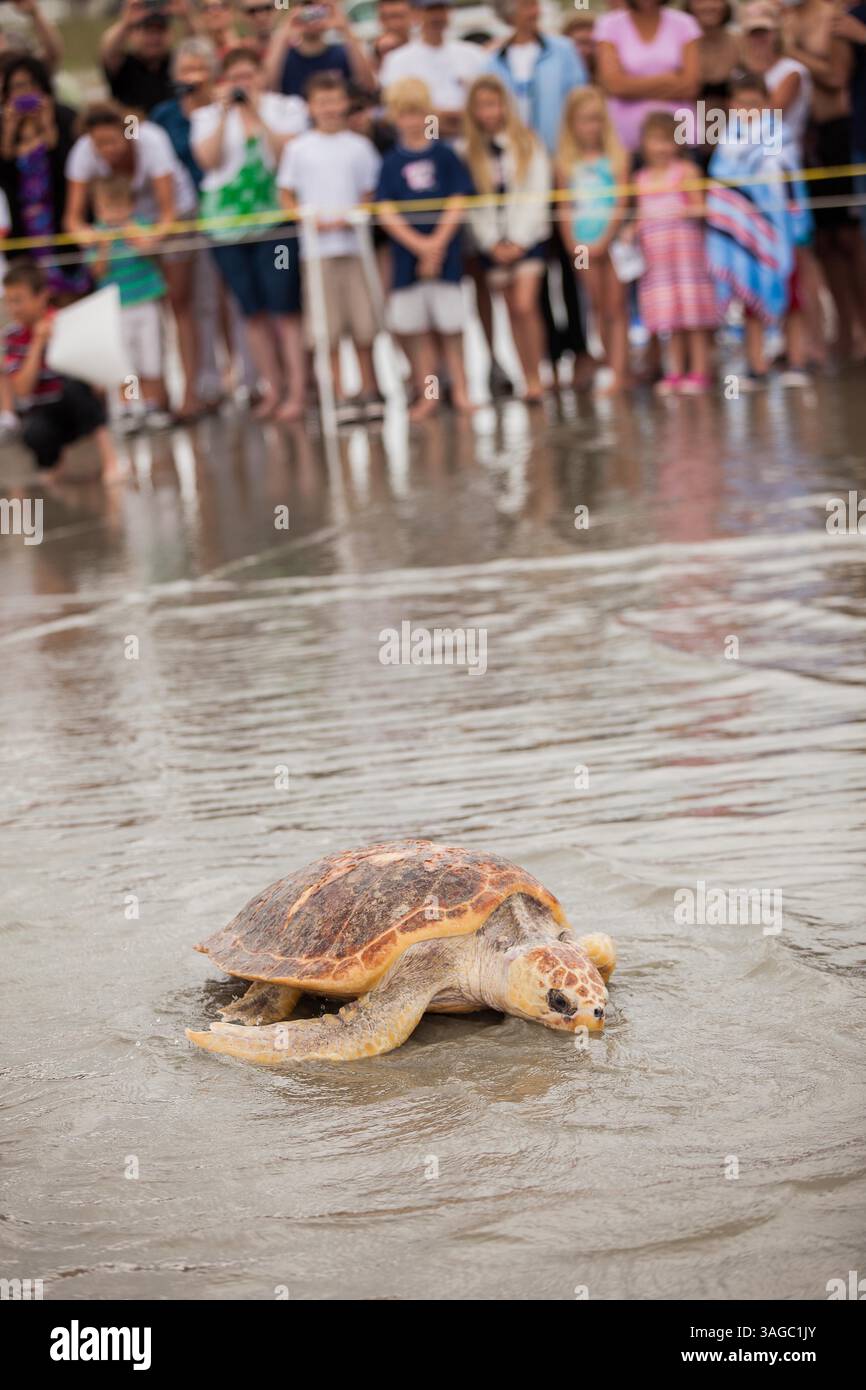 May 18, 2012 - Isle Of Palms, SC, United States - A rehabilitated ...