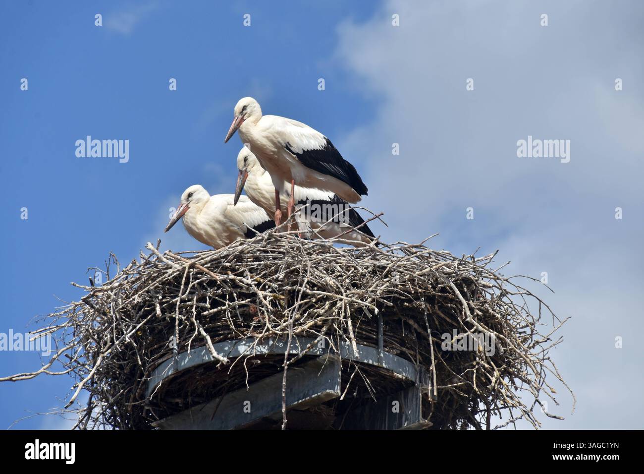 16.07.2023 Jungstörche Deutschland/ Sachsen Anhalt/ Altmark ...