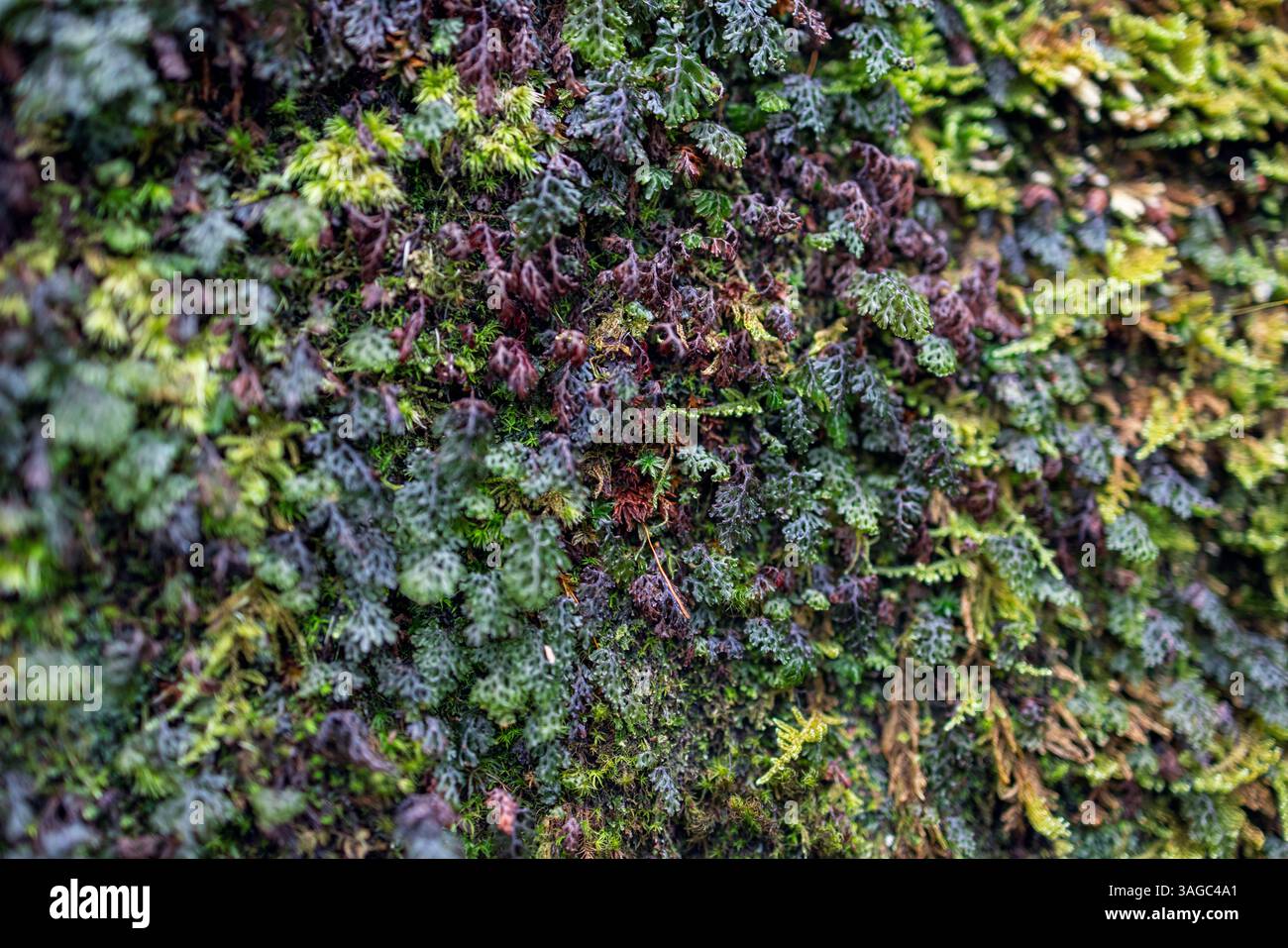 Detailed macro view of moss and lichen with delicate structures forming ...