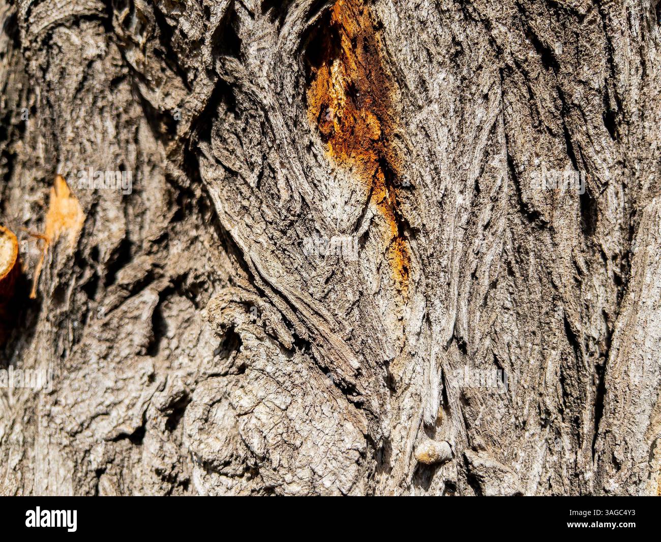 Dry tree bark texture as background Stock Photo - Alamy
