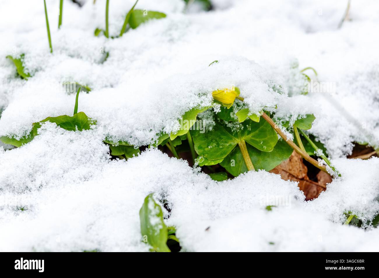 A yellow Ficaria verna flower partially buried in snow, symbolizing ...