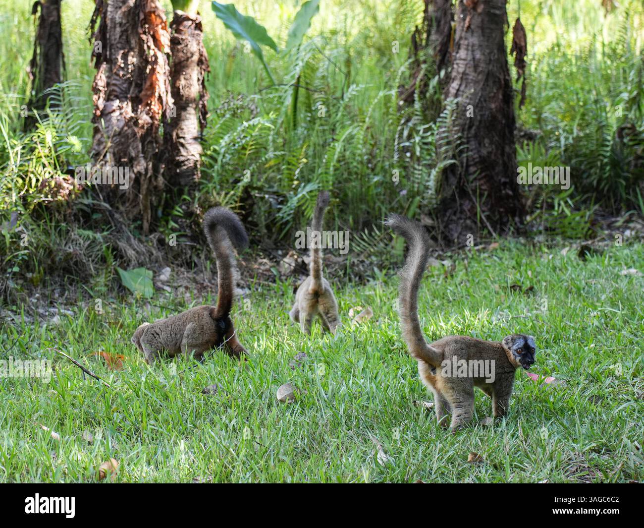 (250408) -- ANTANANARIVO, April 8, 2025 (Xinhua) -- Common brown lemurs ...