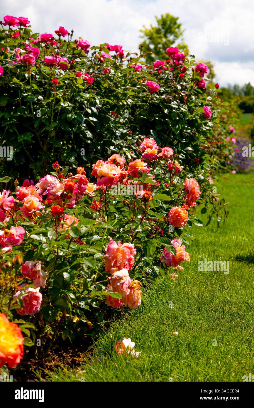 Bushes of roses in different colors in full bloom beside a lawn area ...