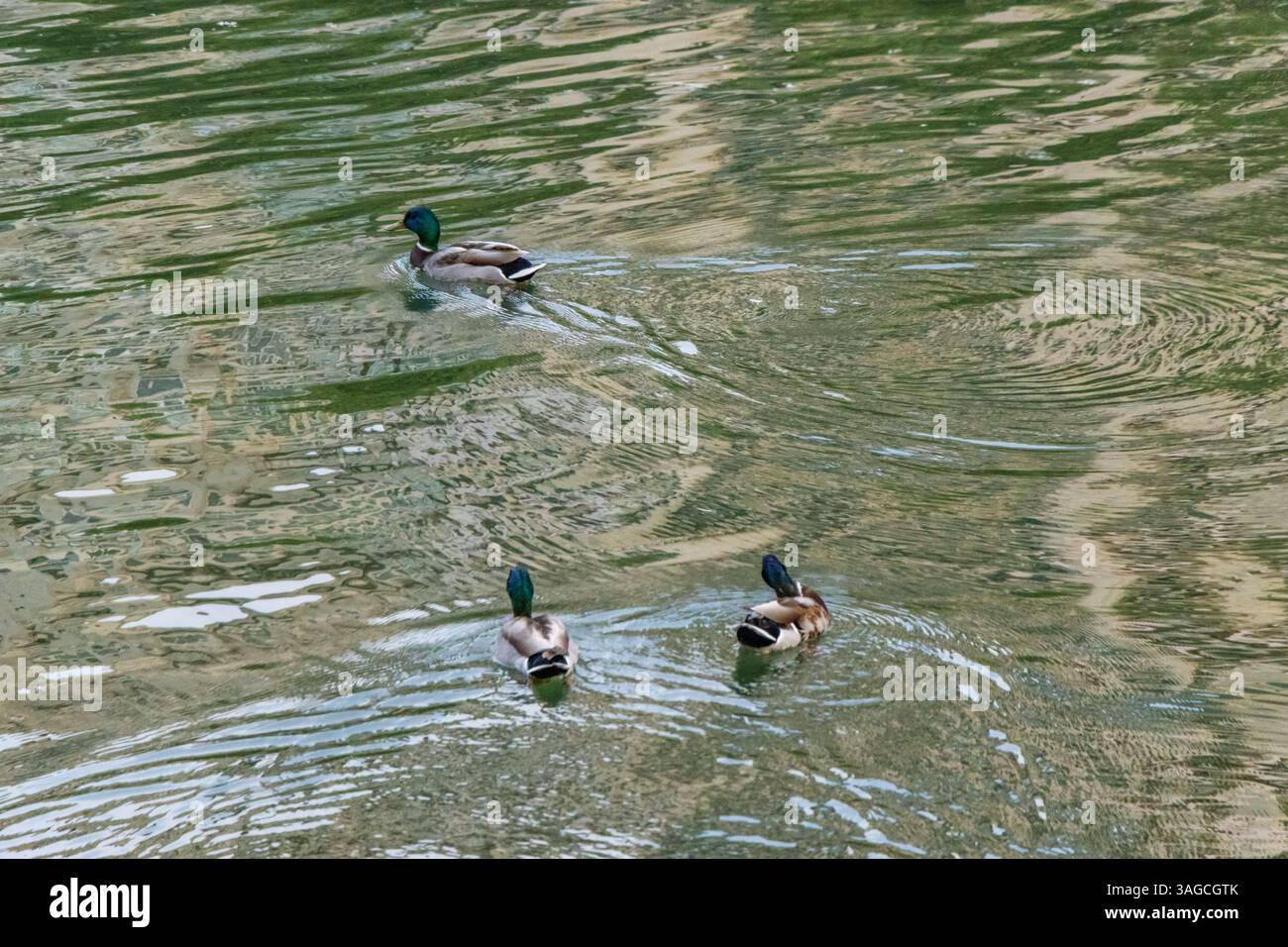 Duck on the Dambovita river.Bucharest. Romania Stock Photo - Alamy