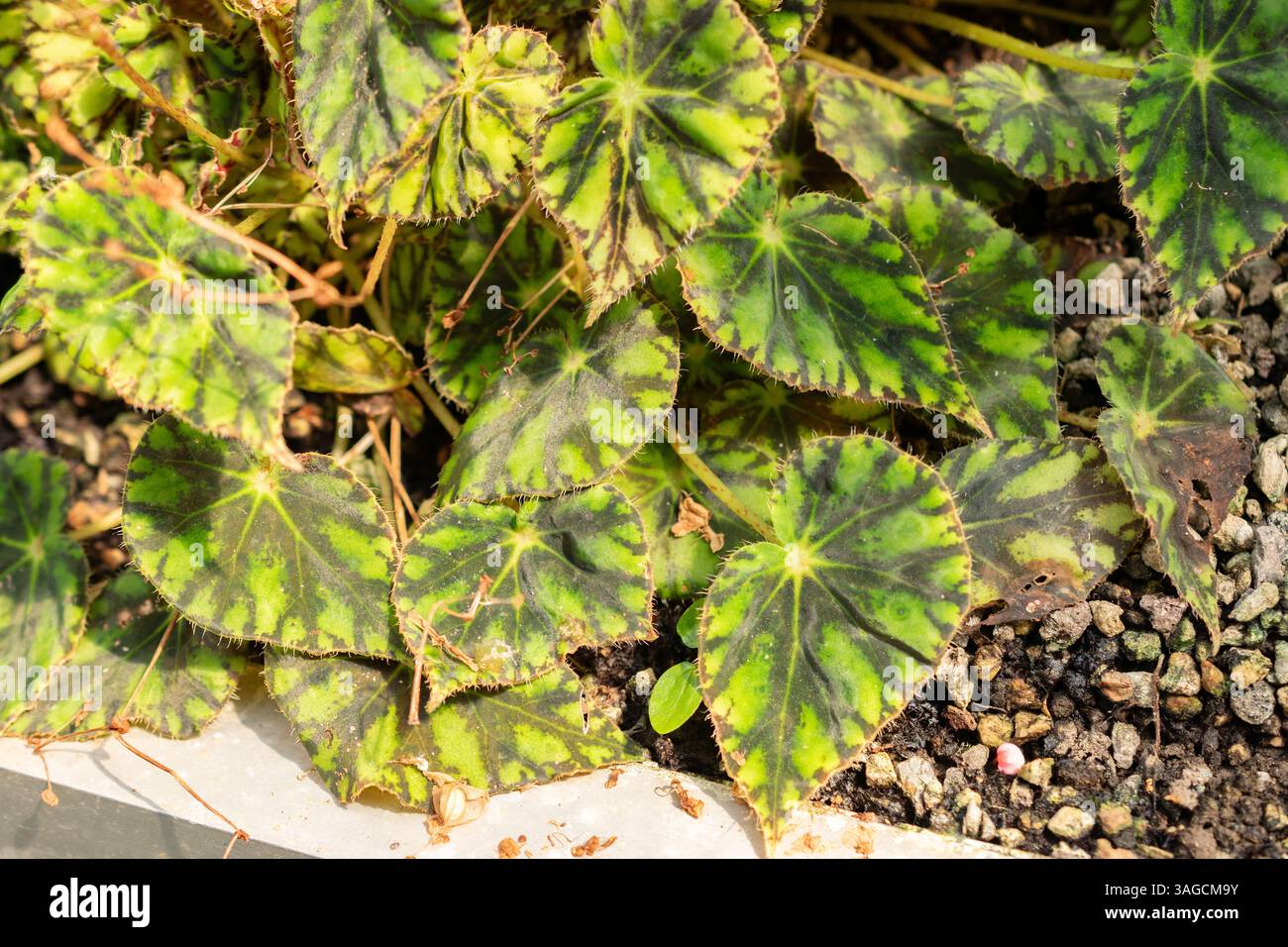 Saint Gallen, Switzerland, June 7, 2024 Begonia Mazae plant at the ...
