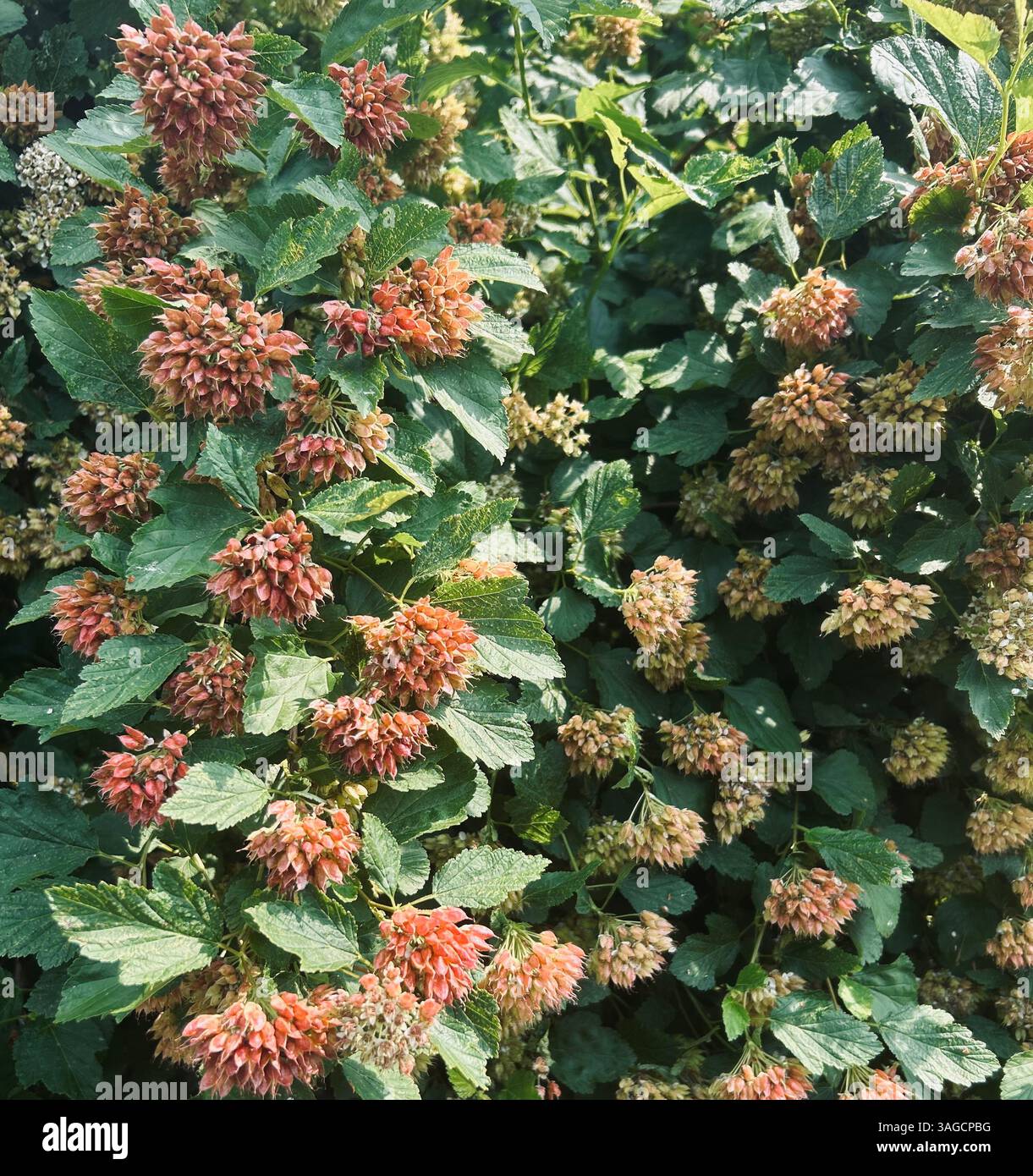 Clustered Pinkish-Brown Flower Heads on Dense Green Foliage Stock Photo ...