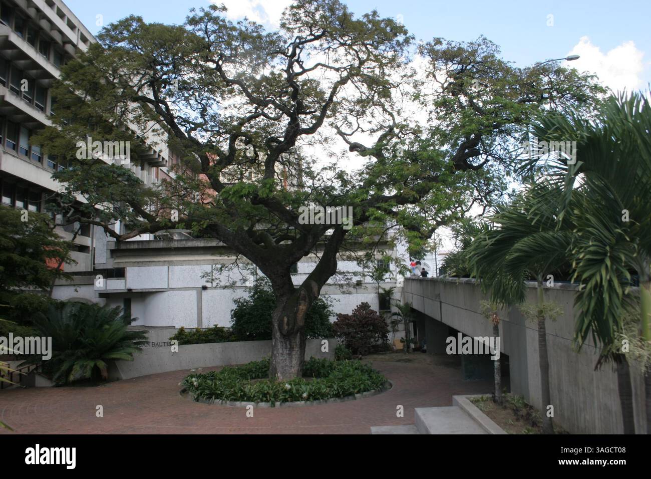 Arbol saman hi-res stock photography and images - Alamy