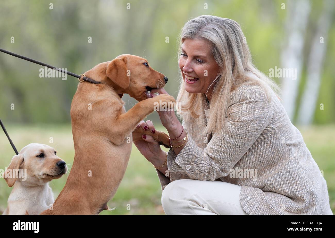 The Duchess of Edinburgh meets 12 week old Yellow Labrador puppies Axel ...