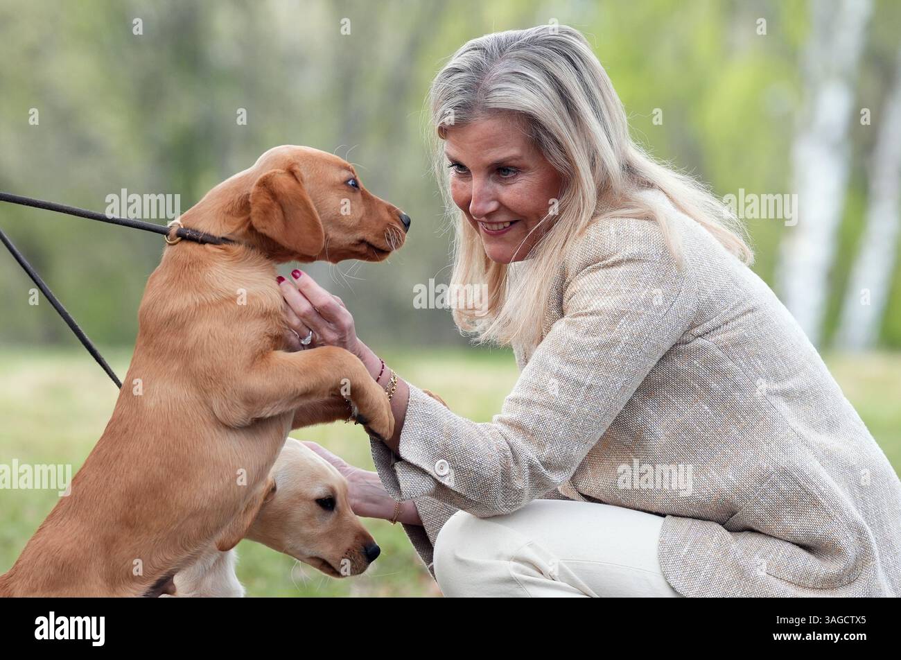 The Duchess of Edinburgh meets 12 week old Yellow Labrador puppies Axel ...