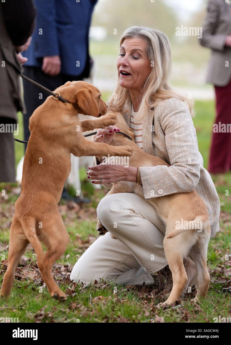 The Duchess of Edinburgh meets 12 week old Yellow Labrador puppies Axel ...