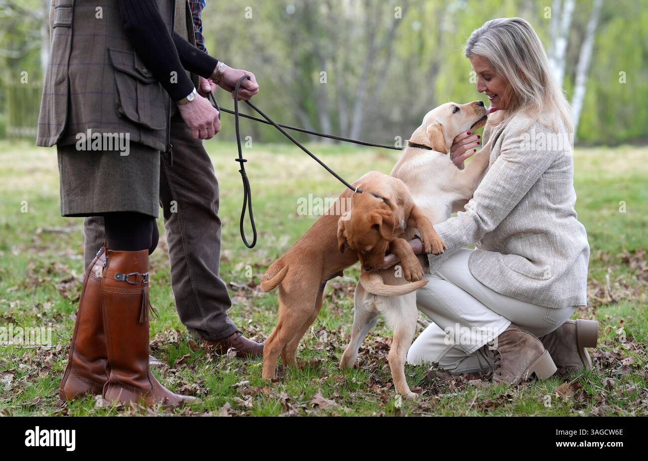 The Duchess of Edinburgh meets 12 week old Yellow Labrador puppies Axel ...