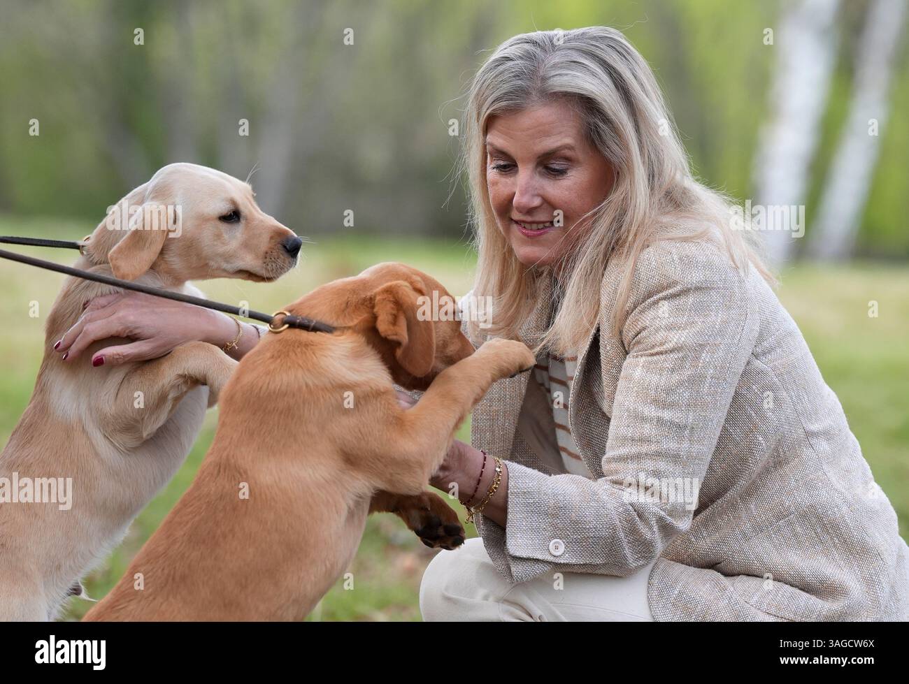 The Duchess of Edinburgh meets 12 week old Yellow Labrador puppies Axel ...