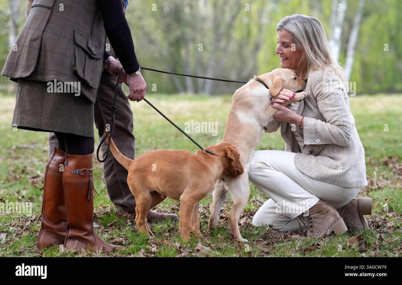 The Duchess of Edinburgh meets 12 week old Yellow Labrador puppies Axel ...