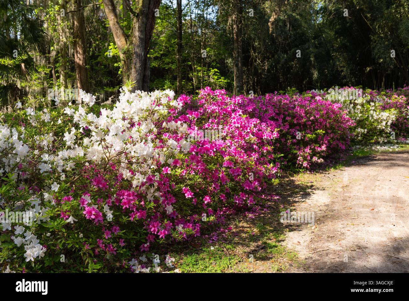 Bright pink and white azaleas line a shaded garden path in springtime ...
