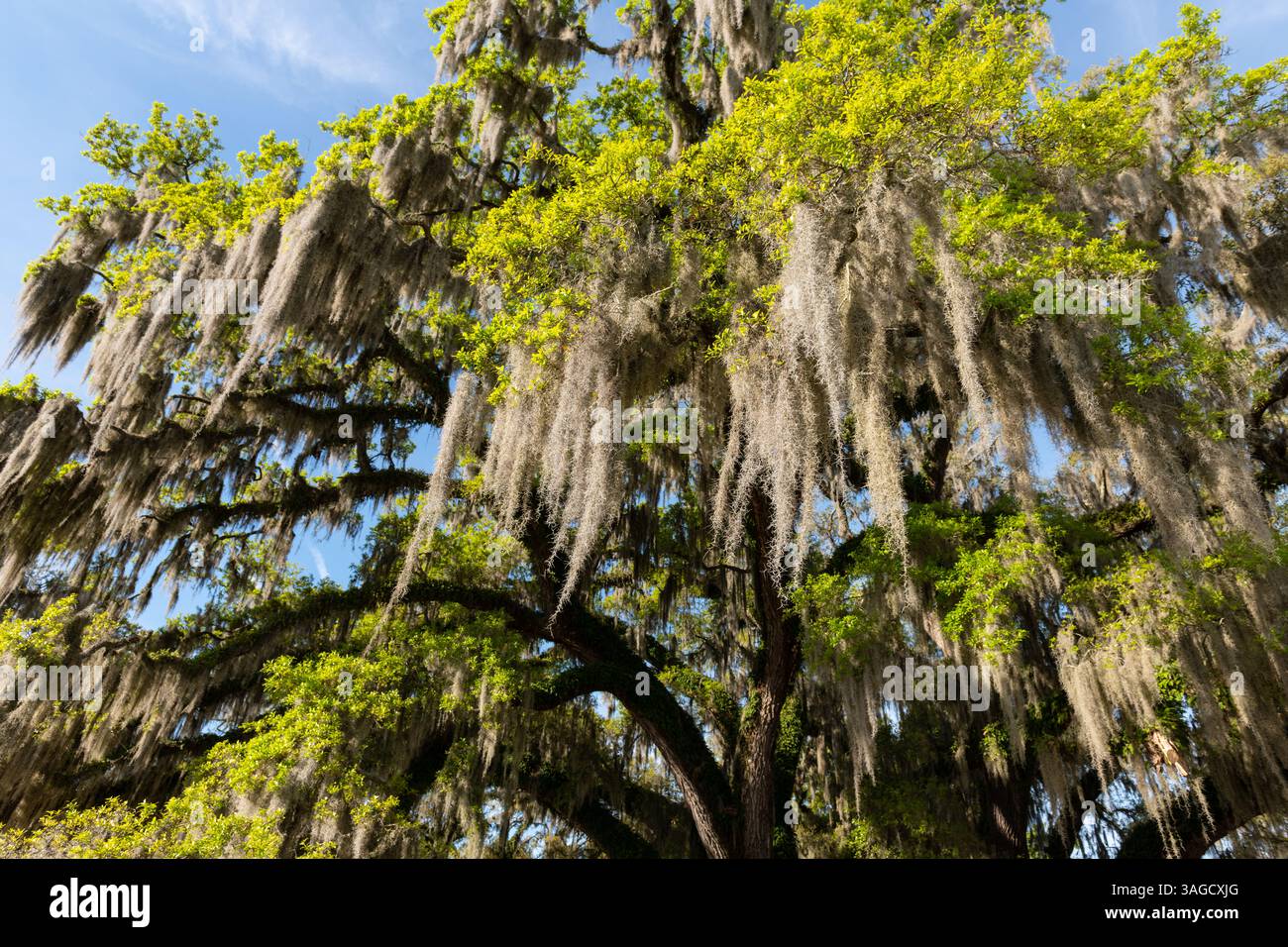 Live oak trees draped in Spanish moss stretch skyward at Middleton ...