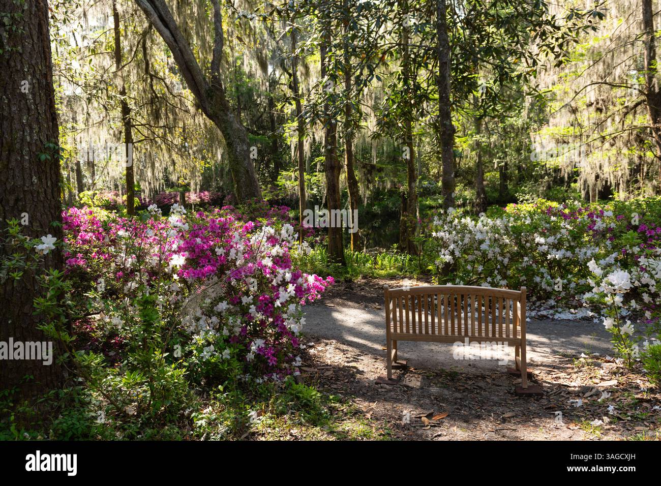 A wooden bench sits among blooming azaleas under moss-draped trees in ...