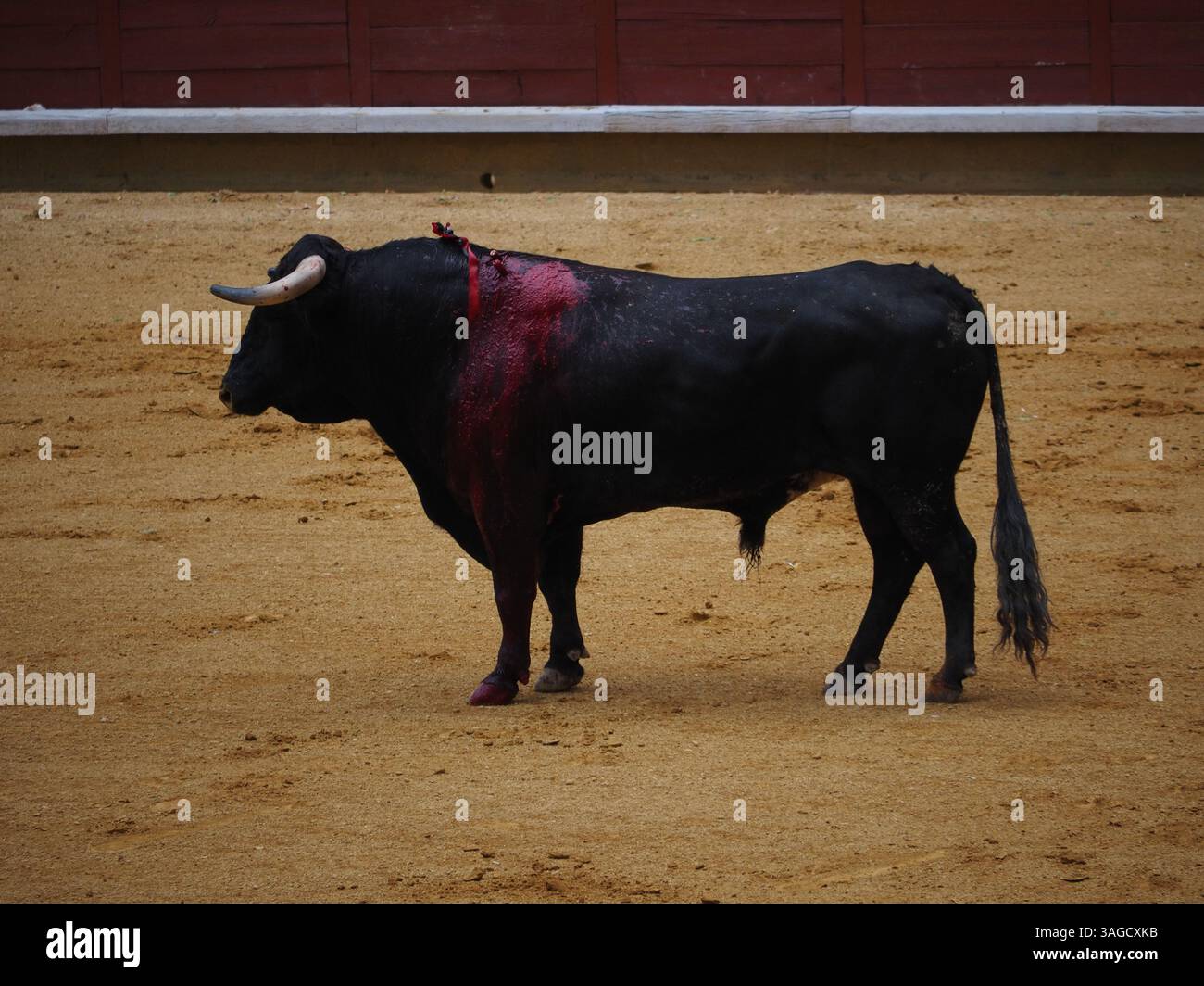 : Toro en la plaza de toros con sangre en el costado - Tradición ...