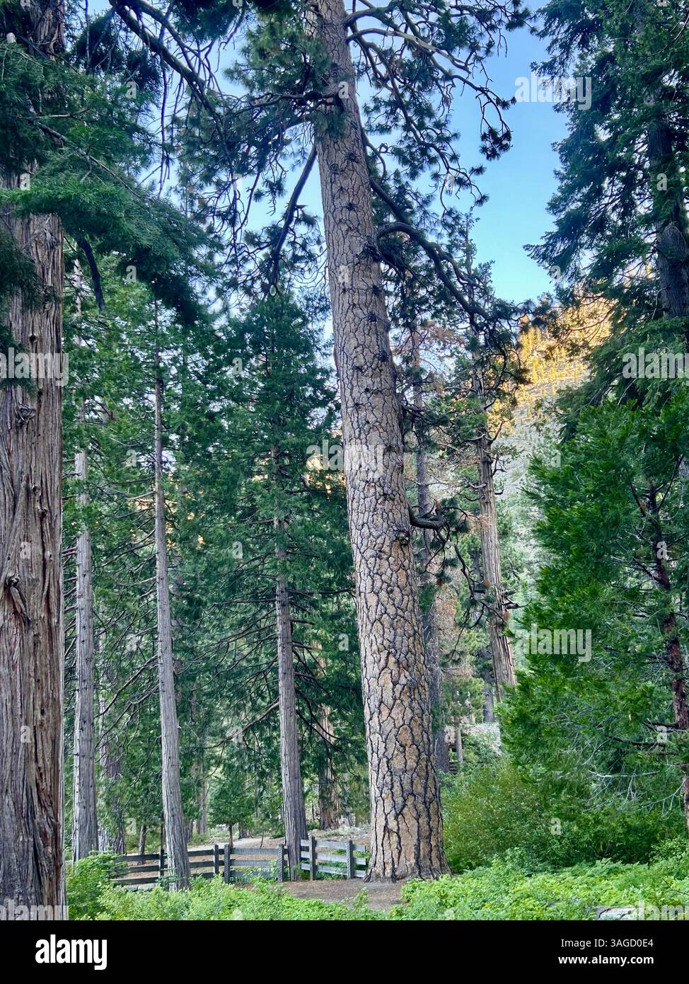 Tall red pine in hi-res stock photography and images - Alamy