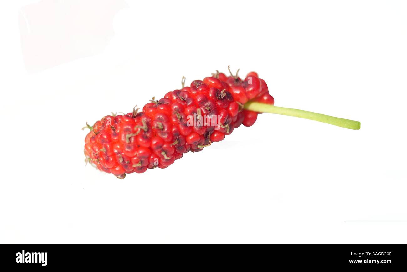 Red color mulberry fruit isolated on white background, Ripe berry is a ...