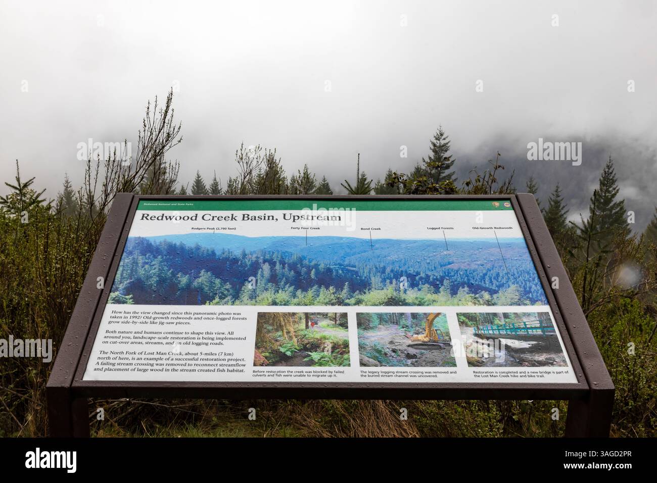 Interpretive sign for Coast Redwood forest in Redwood Creek Basin along ...