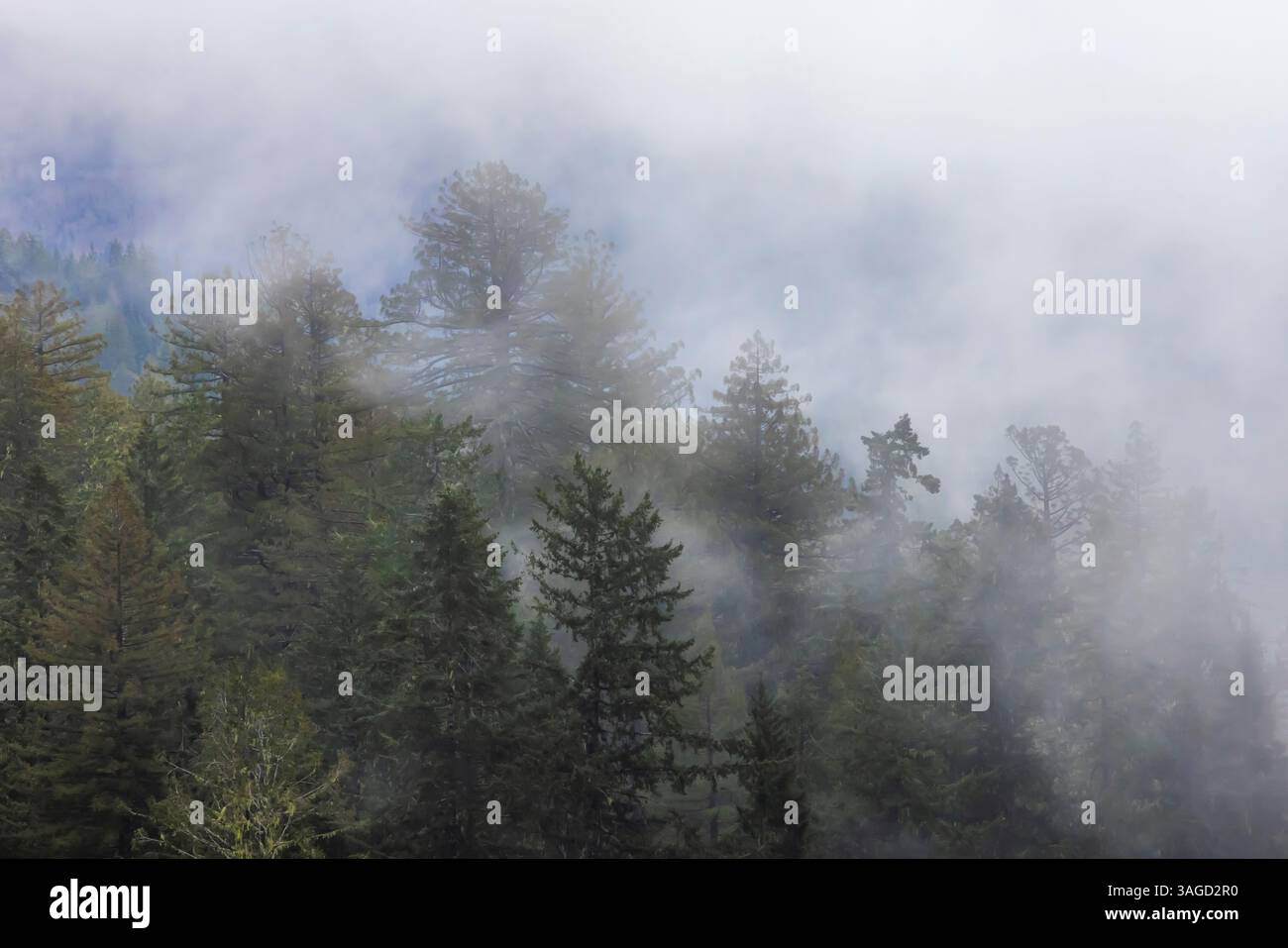 Coast Redwood, Sequoia sempervirens, forest along Bald Hills Road in ...