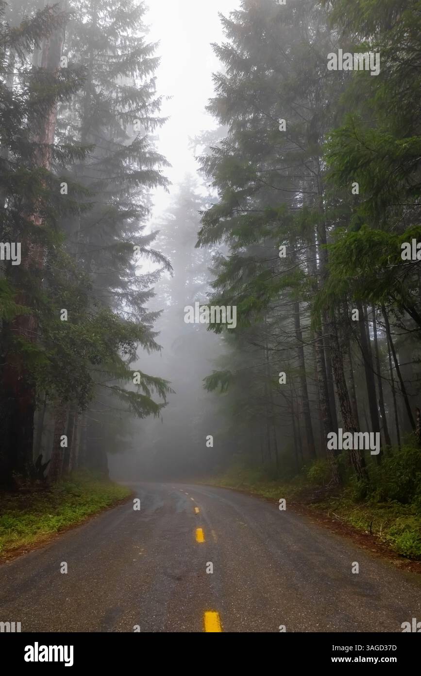 Coast Redwood, Sequoia sempervirens, forest along Bald Hills Road in ...