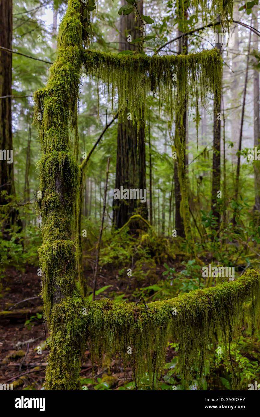 Mossy understory trees in Coast Redwood forest along Bald Hills Road in ...