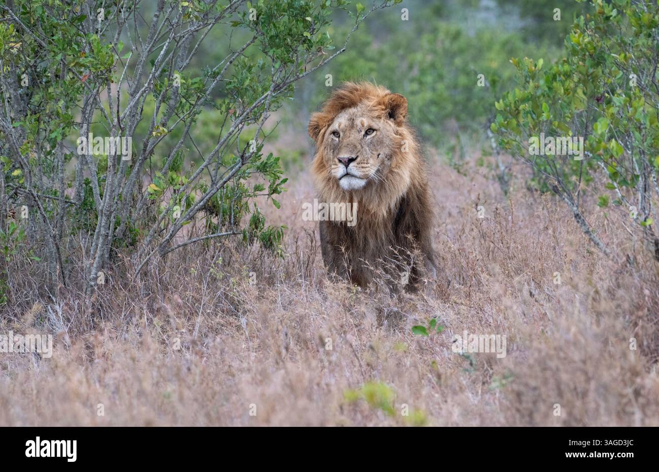 Male lion (Panthera Leo) patrolling his territory Stock Photo - Alamy