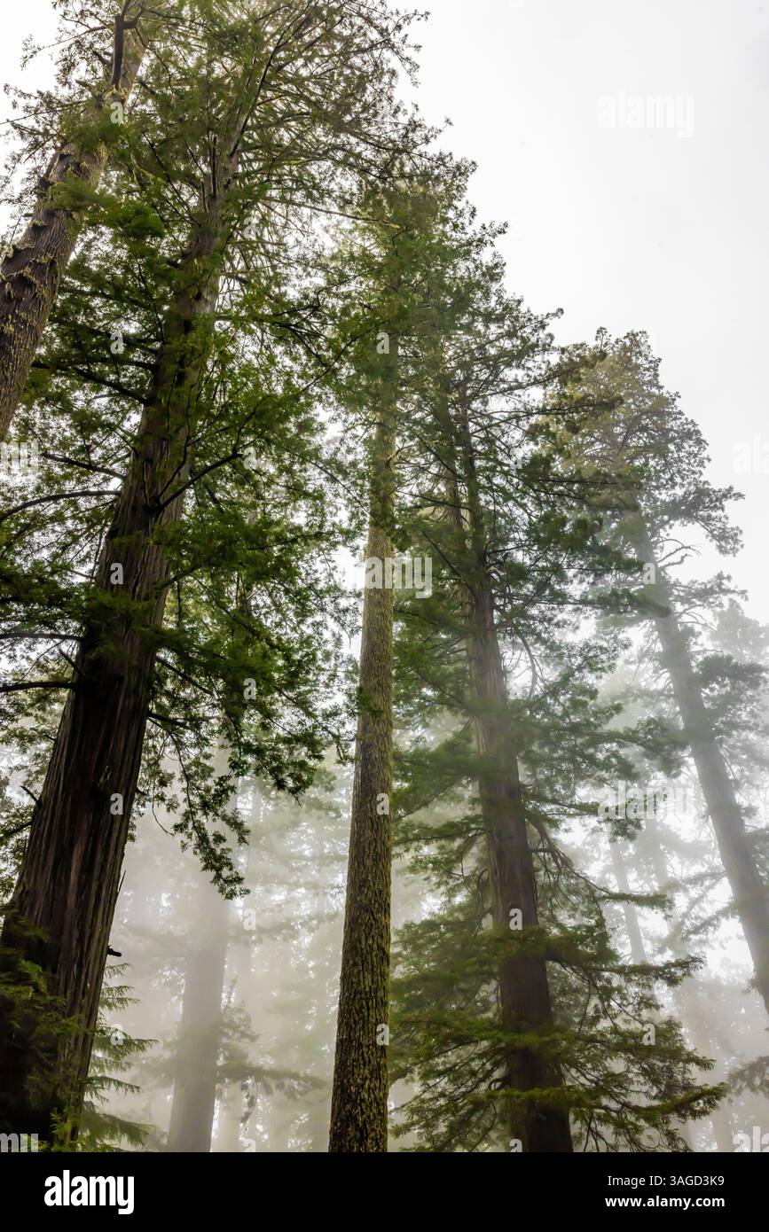 Coast Redwood, Sequoia sempervirens, forest along Bald Hills Road in ...
