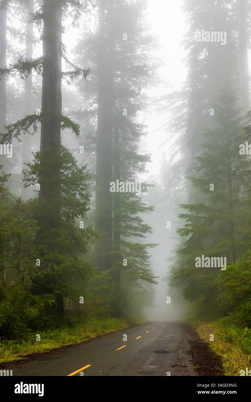 Coast Redwood, Sequoia sempervirens, forest along Bald Hills Road in ...