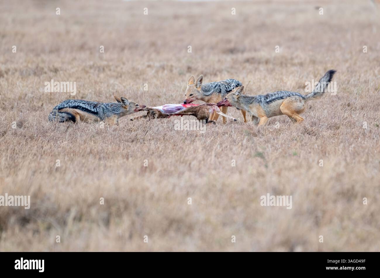 Three black-backed jackals (Canis mesomelas) with their kill of a ...