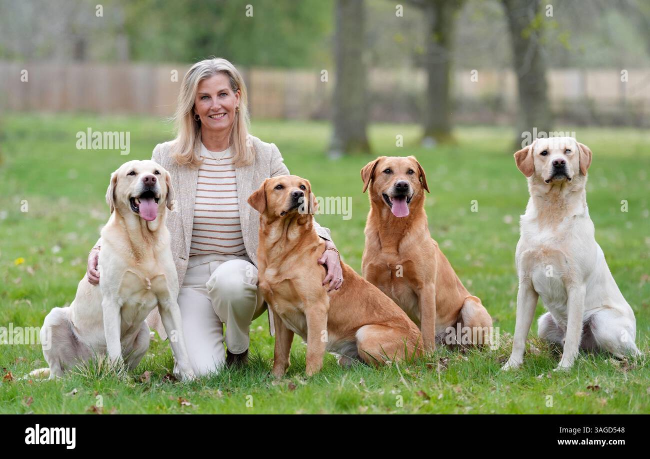 The Duchess of Edinburgh poses for a photograph with Yellow Labradors ...