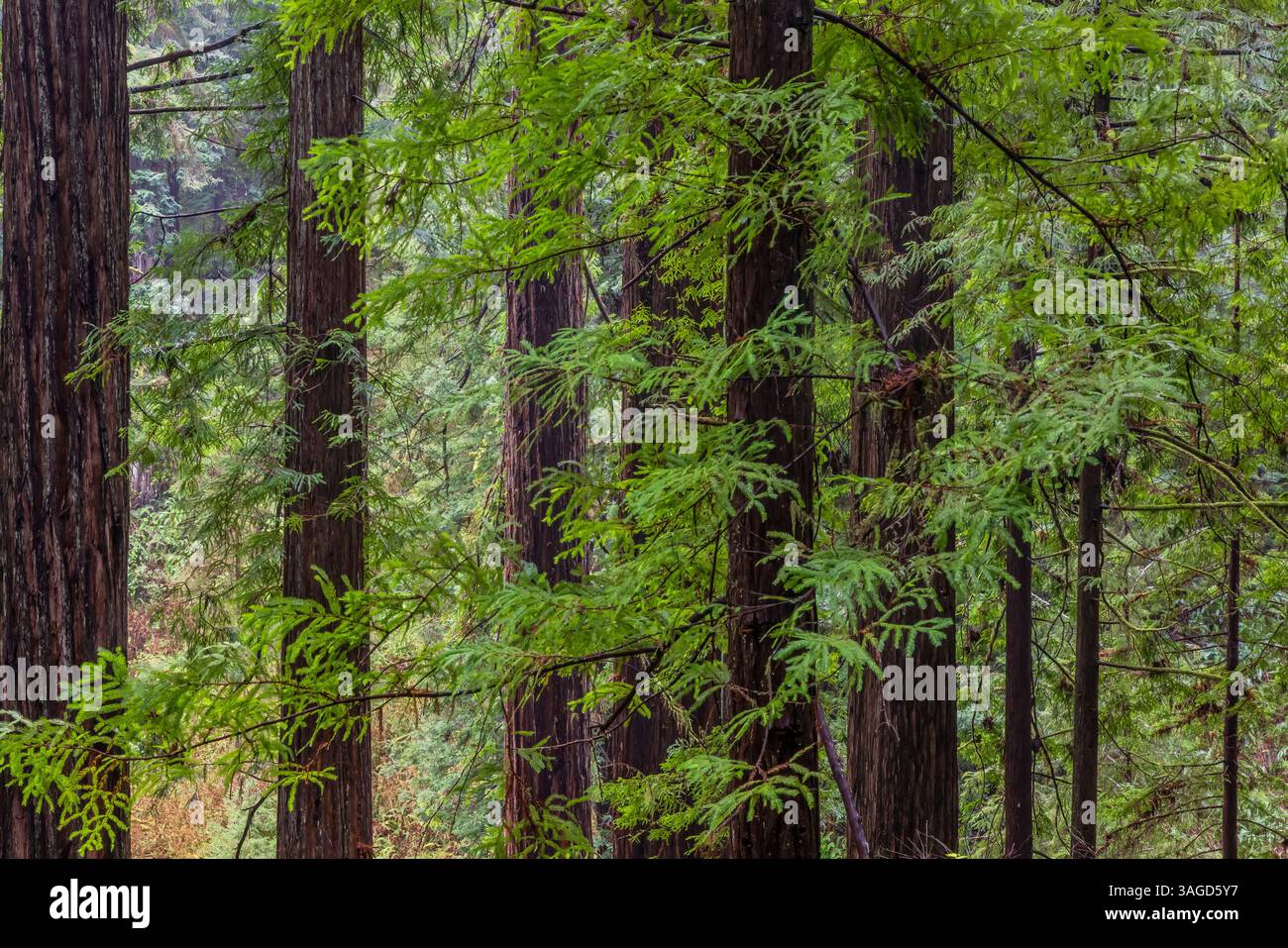 Coast Redwood, Sequoia sempervirens, forest along Trillium Falls Trail ...