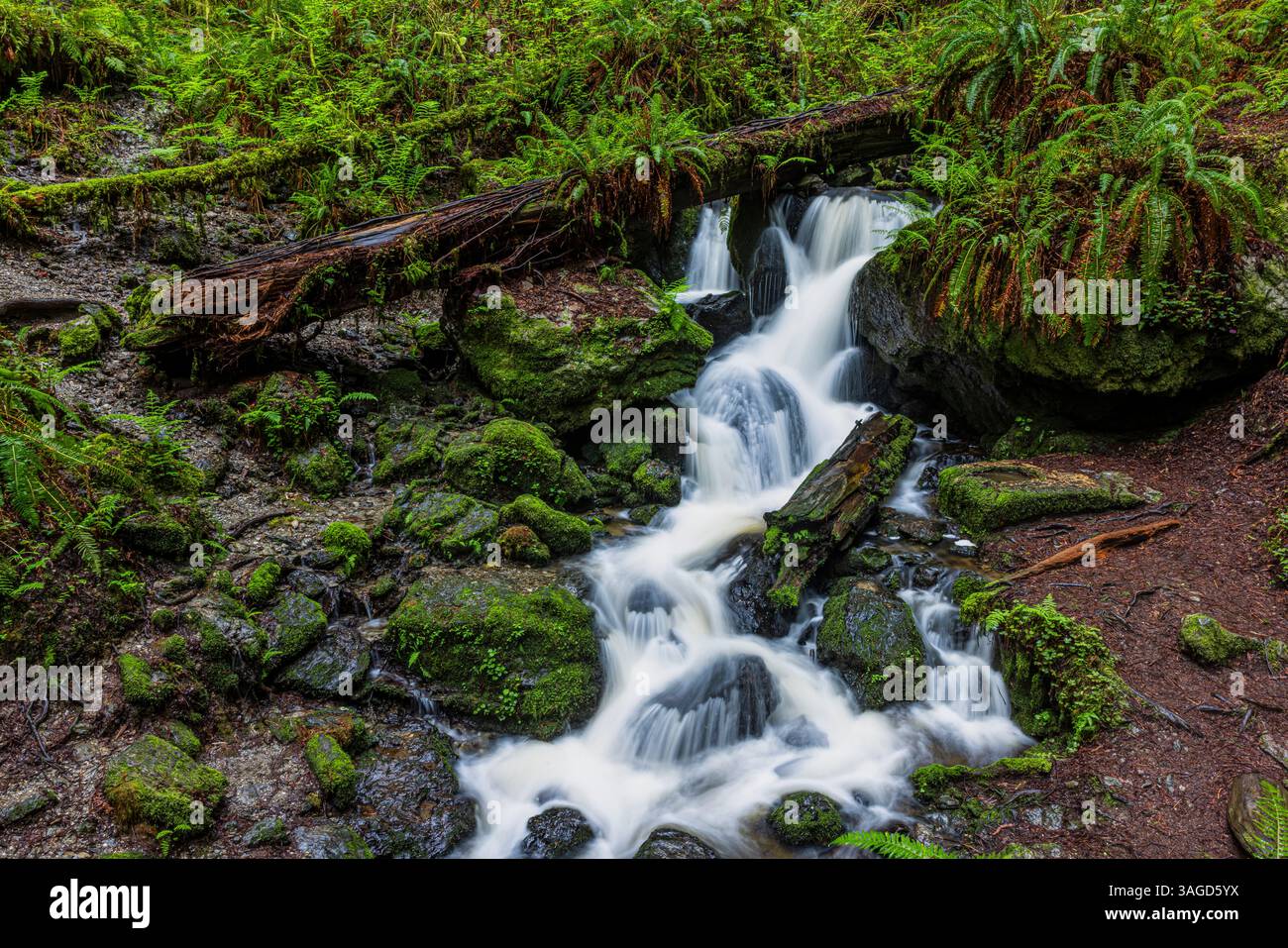 Trillium Falls among the Coast Redwood trees along Trillium Falls Trail ...