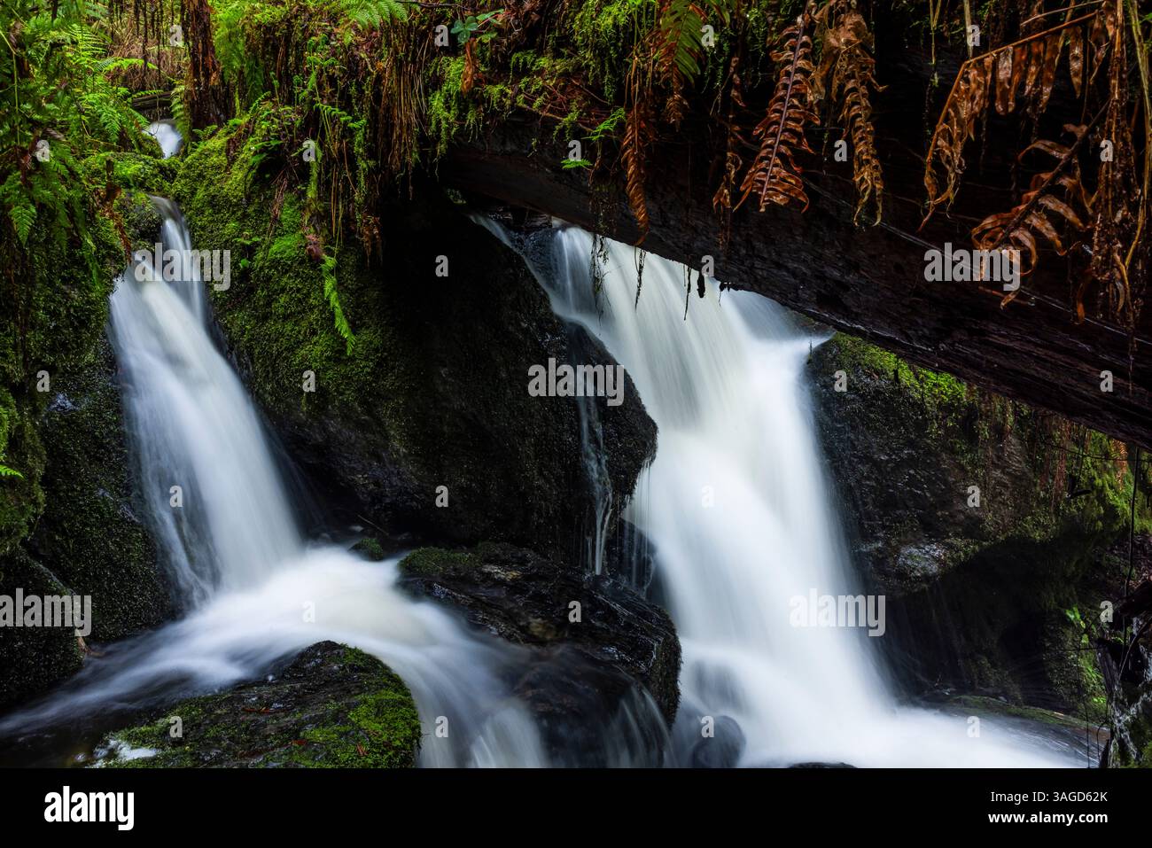 Trillium Falls among the Coast Redwood trees along Trillium Falls Trail ...