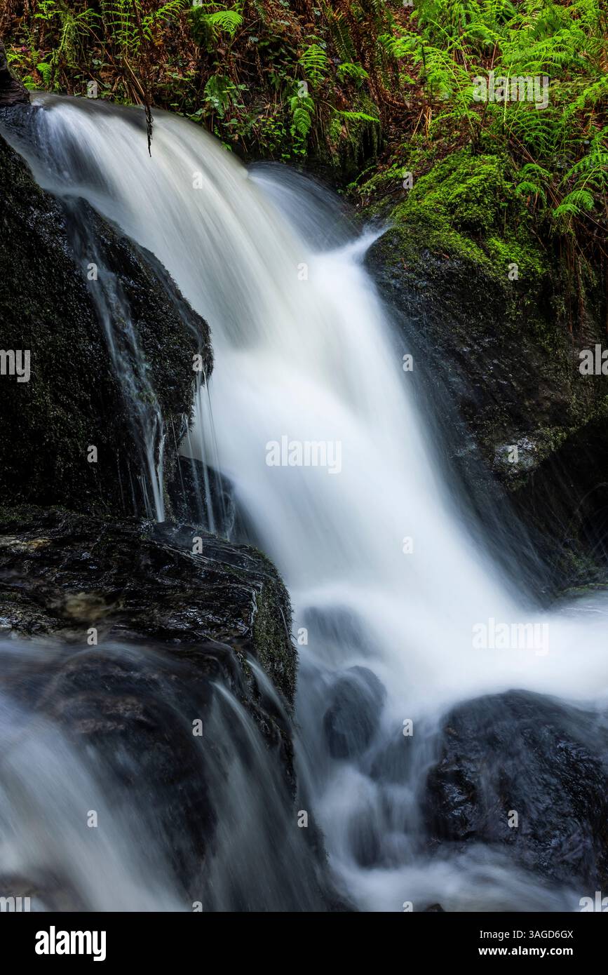 Trillium Falls among the Coast Redwood trees along Trillium Falls Trail ...