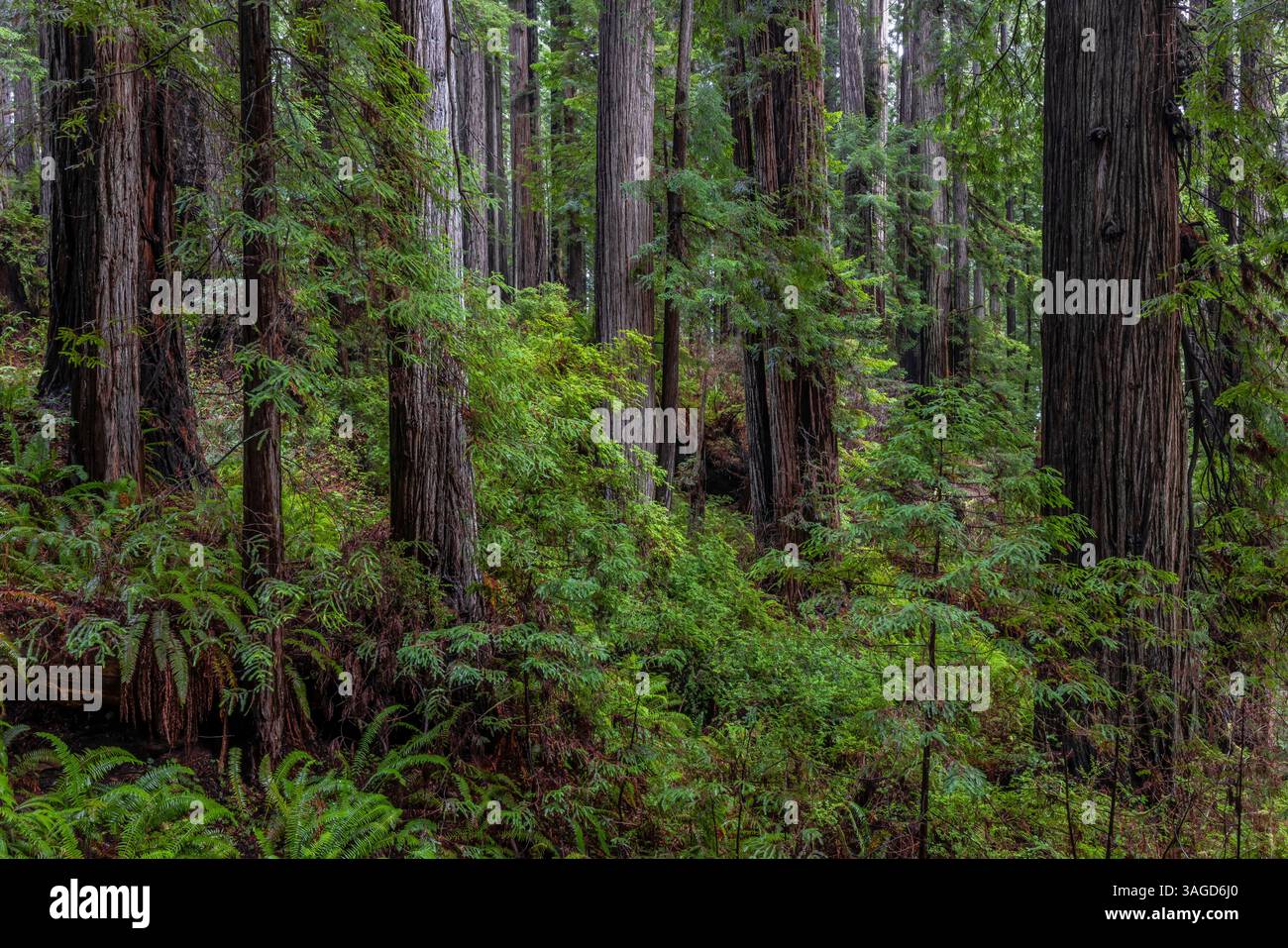 Coast Redwood, Sequoia sempervirens, forest along Trillium Falls Trail ...