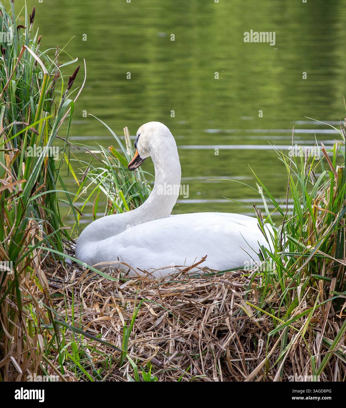 London, England, UK. 8th Apr, 2025. white Swan nesting on the lake in ...
