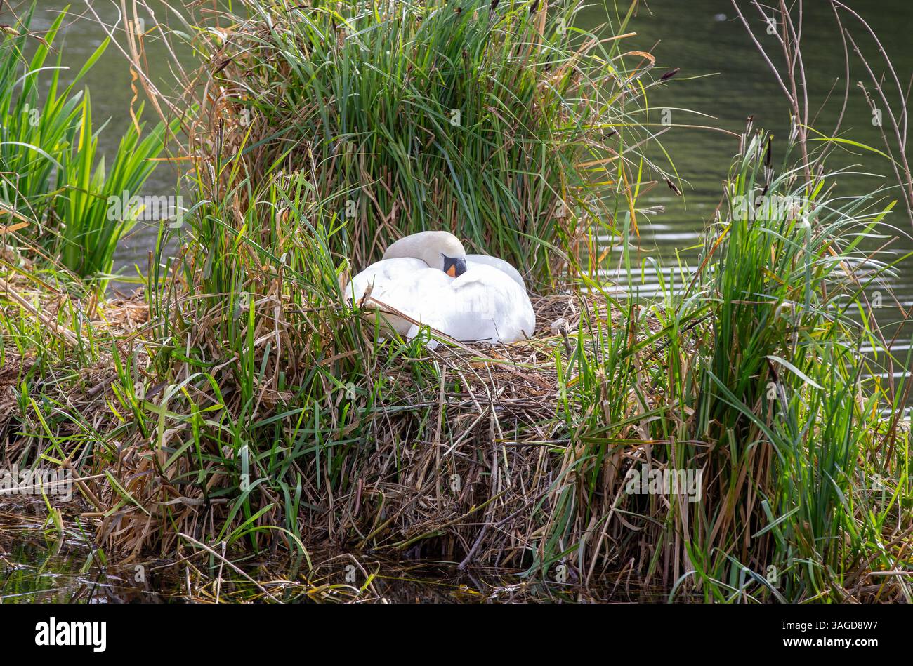 London, England, UK. 8th Apr, 2025. white Swan nesting on the lake in ...