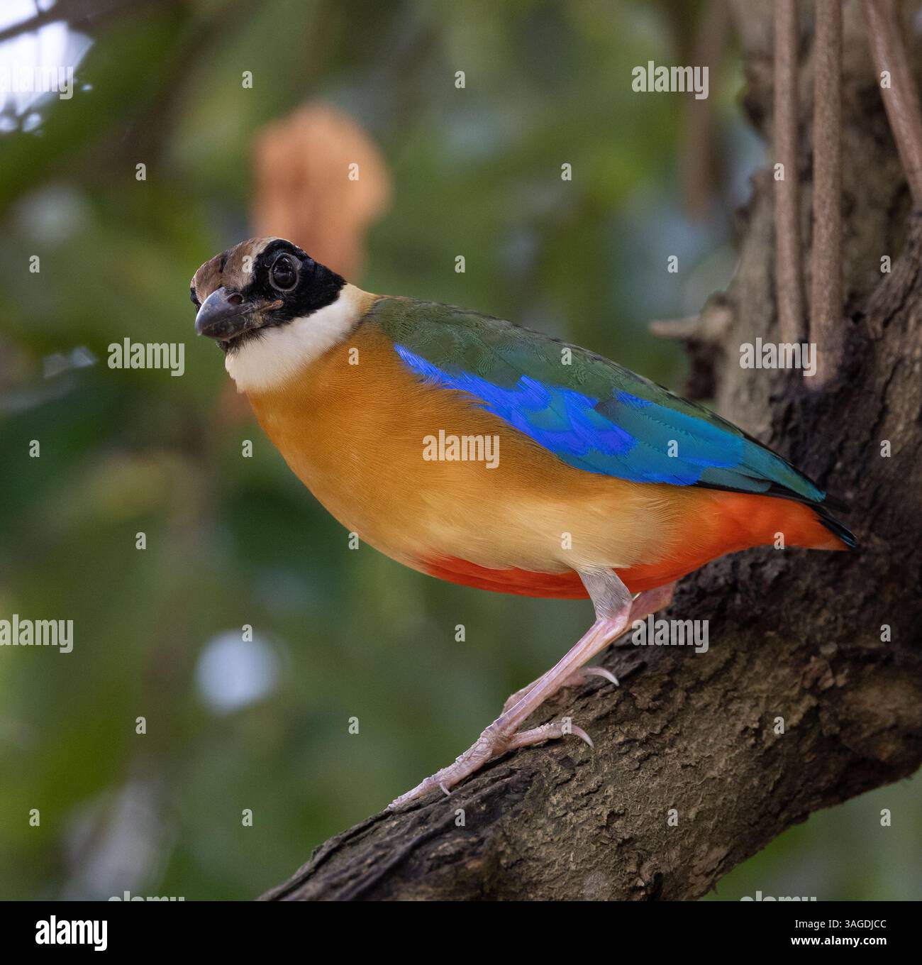 Blue wing pitta Stock Photo - Alamy