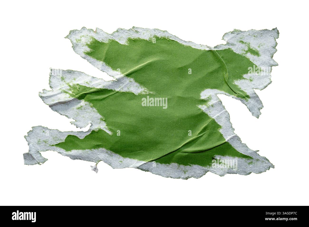 Peeled green paper poster texture with jagged edge on white background ...