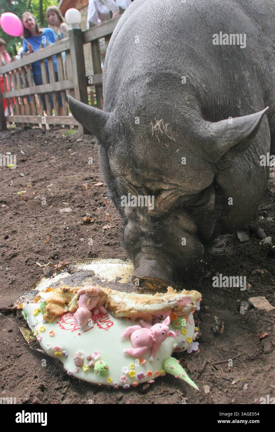 Minipig mini pig pigs pie fancy cake hi-res stock photography and ...