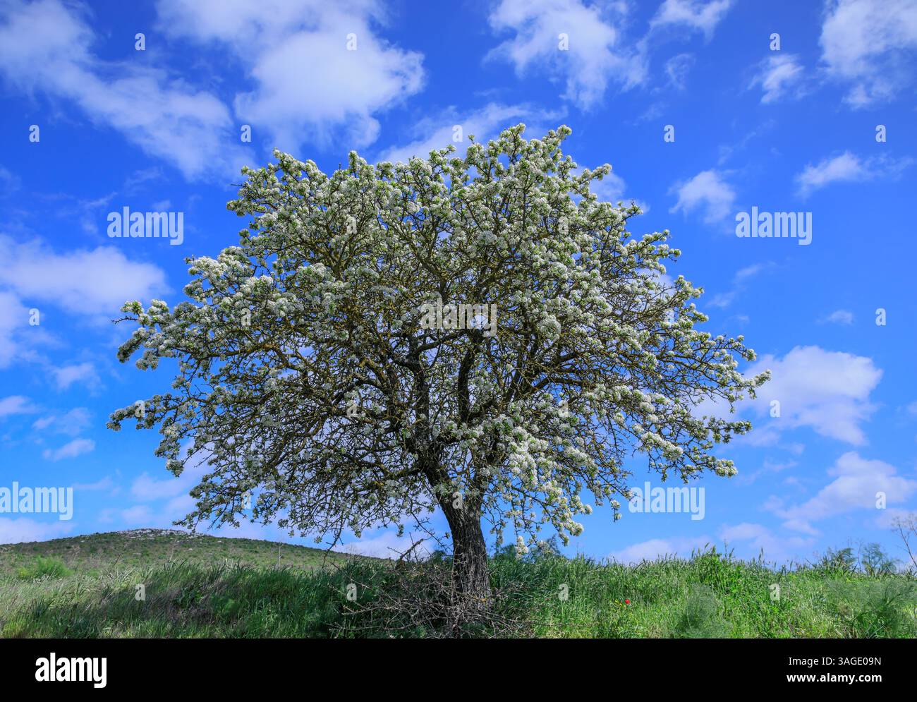Alta Murgia National Park: wild almond tree in bloom in Apulia, Italy ...